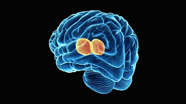 The thalamus represents. Visual bumps. Anatomy of the brain. Thalamus ...